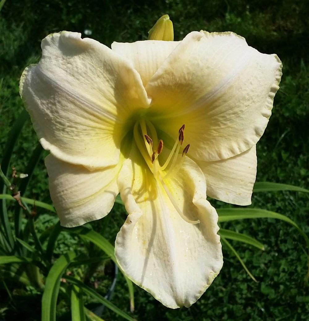 Daylily (Hemerocallis 'Parian China') in the Daylilies Database ...