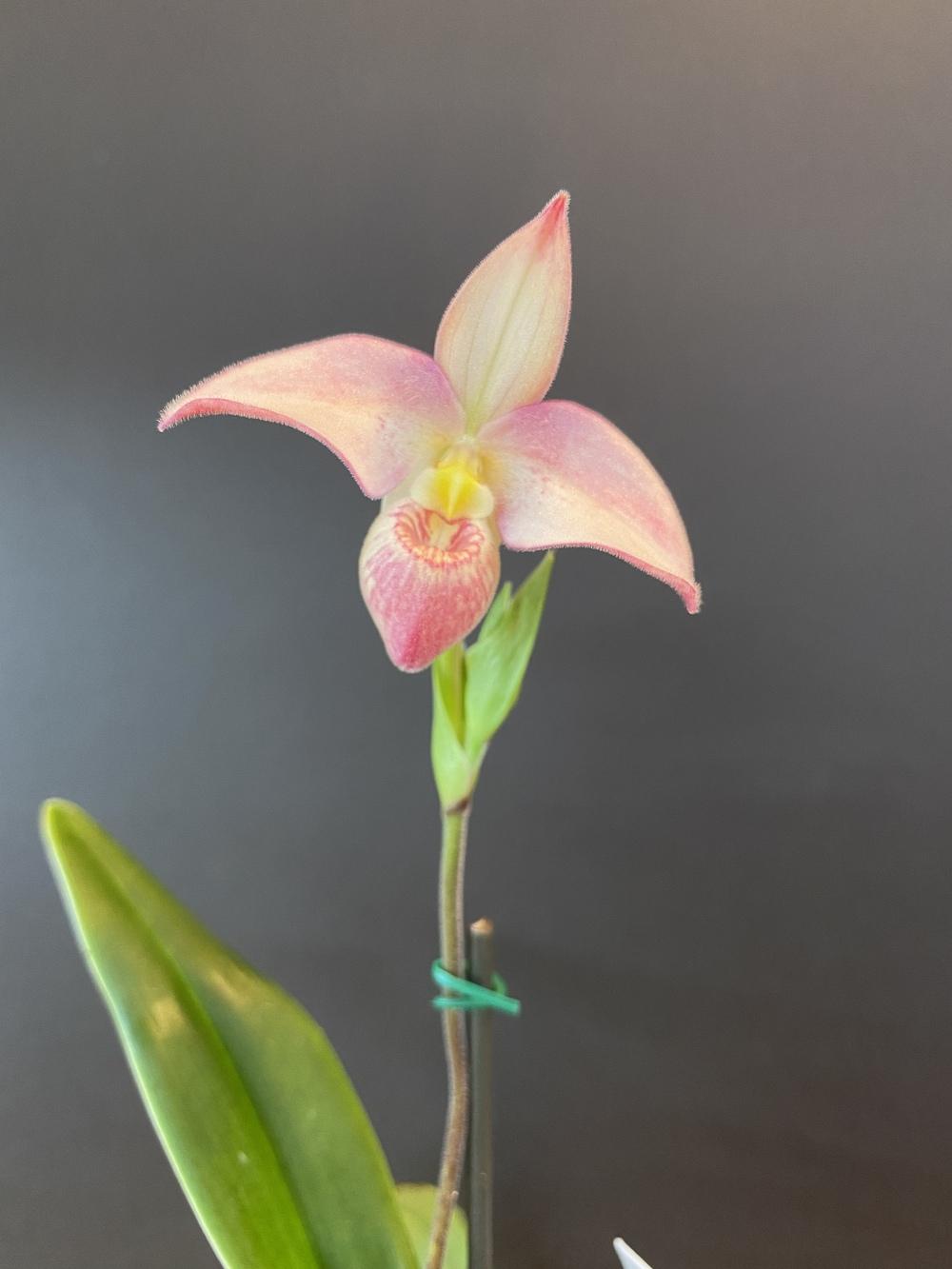 Orchid (Phragmipedium Inca Rose) - Garden.org