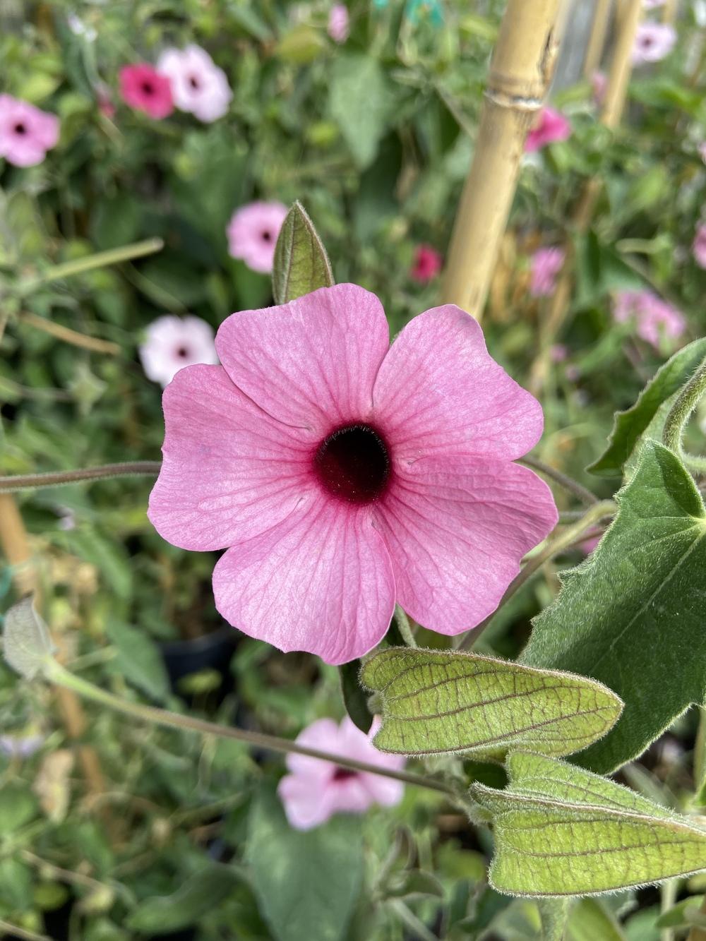 Photo of the bloom of Black Eyed Susan Vine (Thunbergia alata Sunny ...