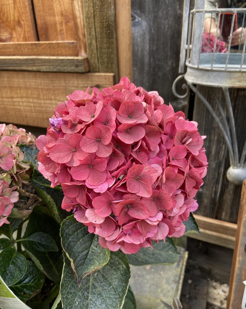 Hydrangea (Hydrangea macrophylla Seaside Serenade® Cape Hatteras) in ...