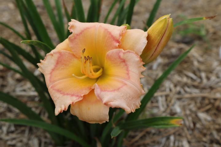 Photo of the bloom of Daylily (Hemerocallis 'Raspberry Winter') posted ...