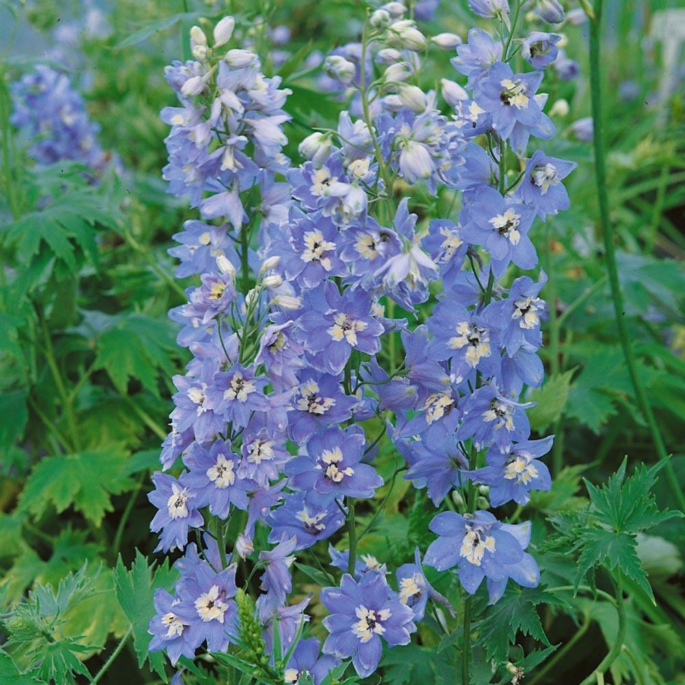 Photo of the bloom of Larkspur (Delphinium elatum 'Summer Skies') posted by Joy - Garden.org
