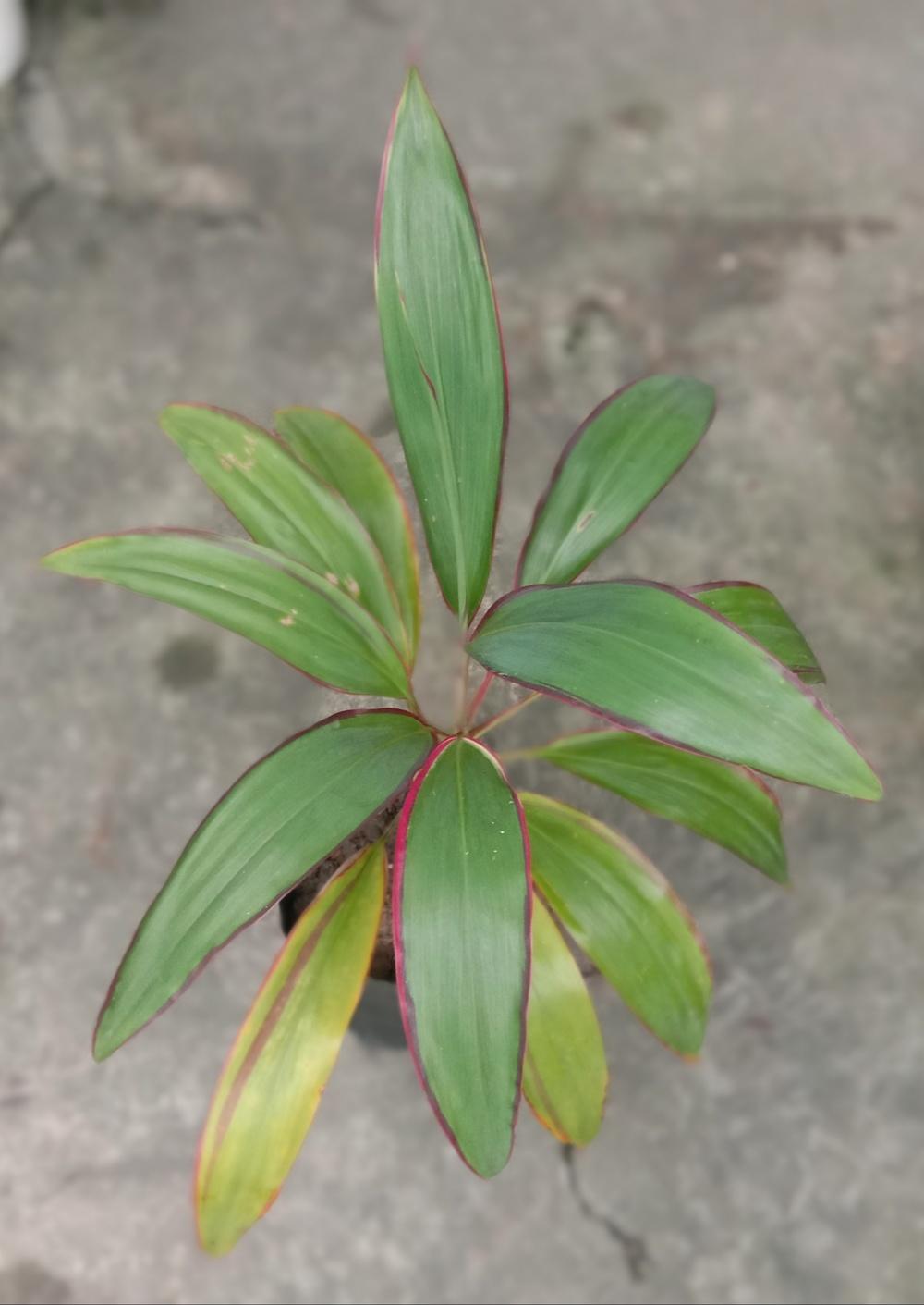 Ti Plant Variety in the Plant ID forum - Garden.org