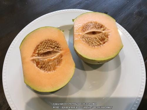 2021 Melon Thread in the Vegetables and Fruit forum - Garden.org
