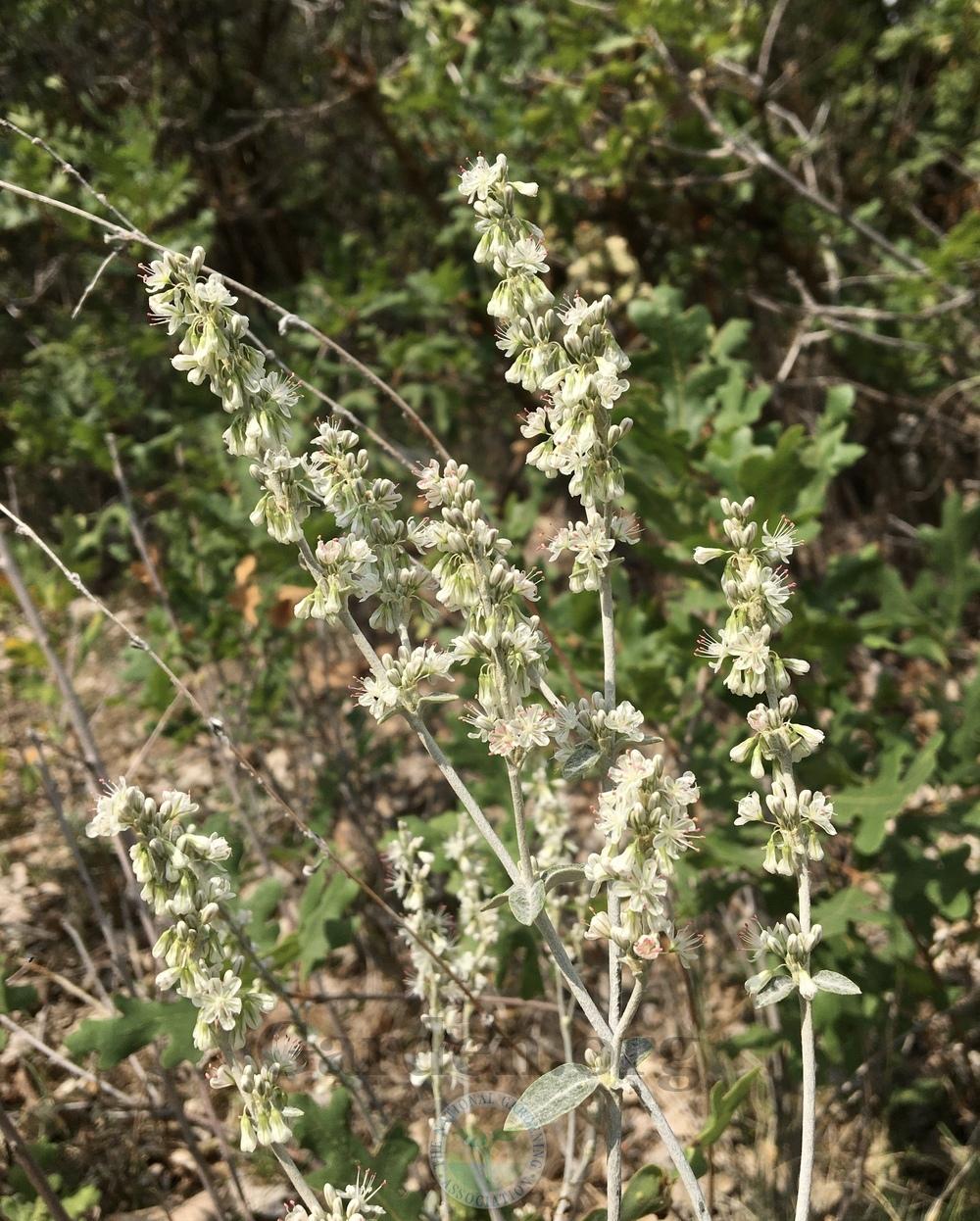 Photo of the bloom of Redroot Buckwheat (Eriogonum racemosum) posted by ...