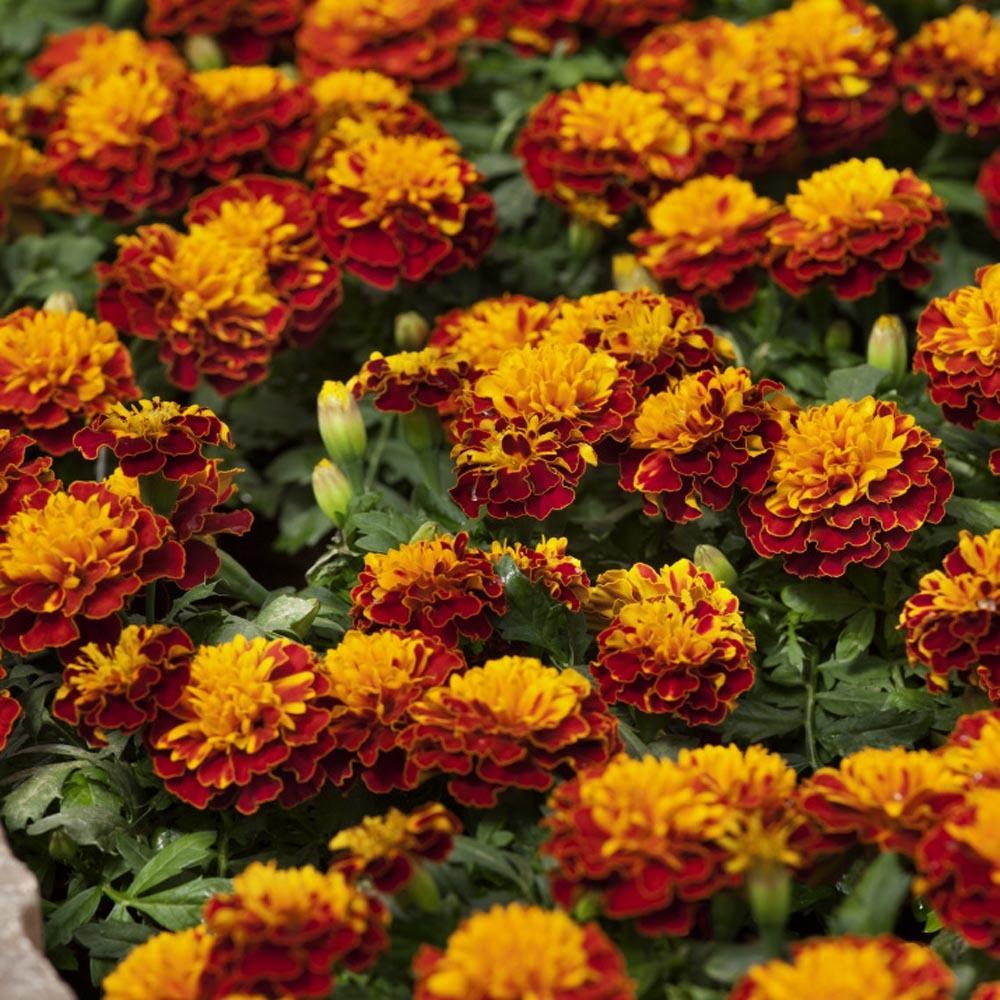 Photo of the entire plant of Aztec Marigold (Tagetes erecta Hot Pak ...