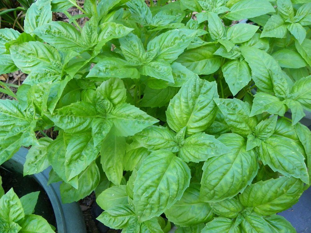 Basil (Ocimum basilicum 'Rutgers Devotion') in the Basils Database ...