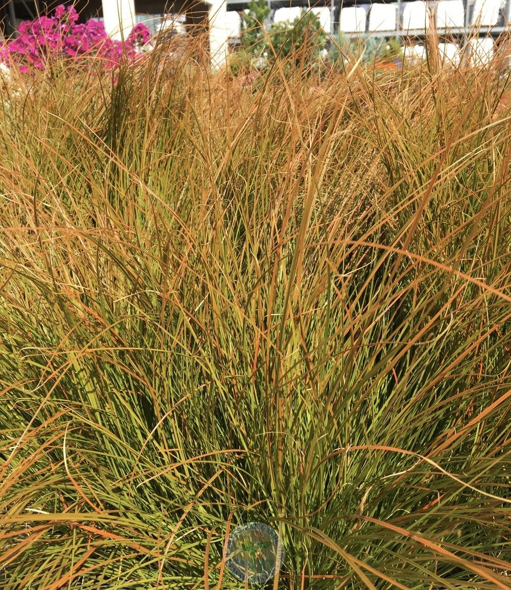 Sedge (Carex testacea 'Prairie Fire') in the Sedges Database - Garden.org