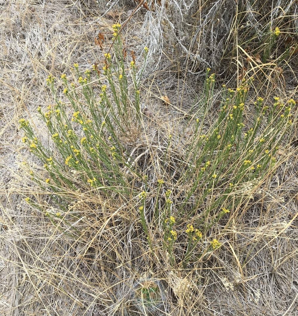 Photo of the entire plant of Broom Snakeweed (Gutierrezia sarothrae ...