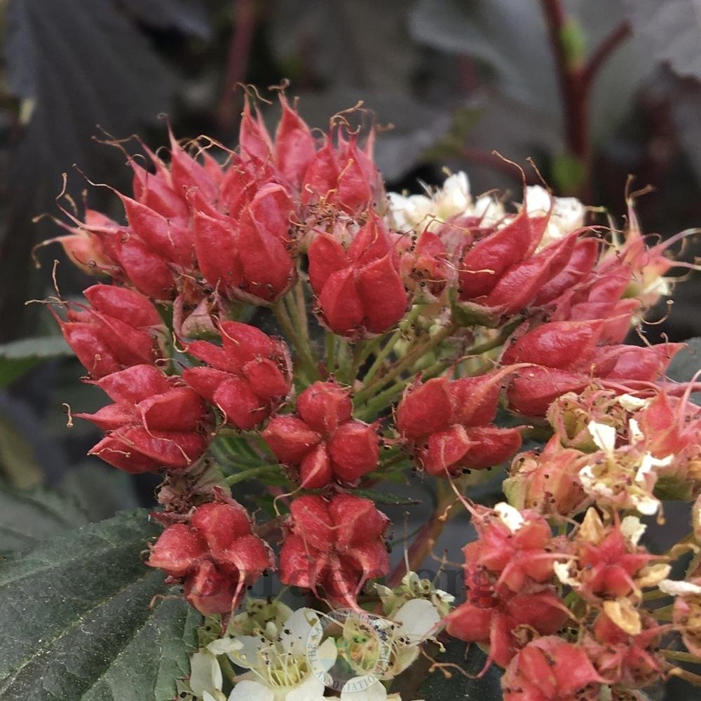 Eastern Ninebark (Physocarpus opulifolius Angel®) in the Ninebarks ...