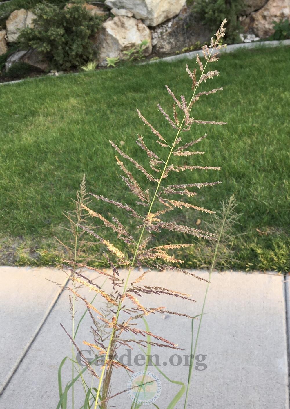 Sacaton (Sporobolus wrightii) - Garden.org