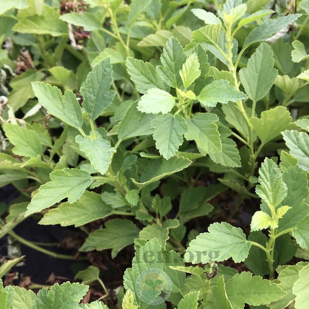 Eastern Ninebark (Physocarpus opulifolius Raspberry Lemonade™) in the ...