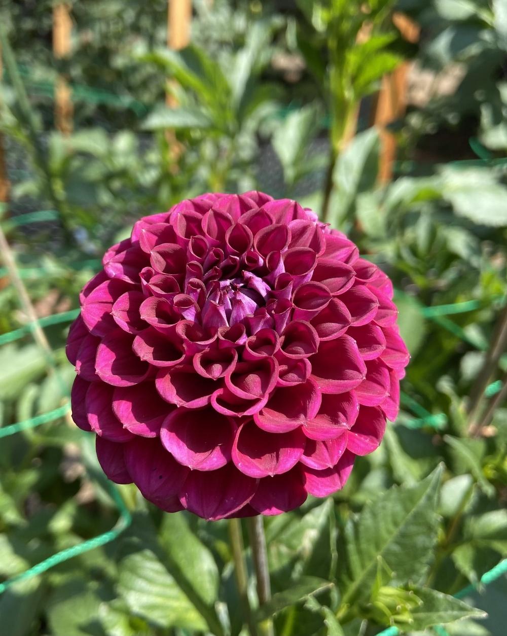 Dahlia 'Ivanetti' in the Dahlias Database - Garden.org