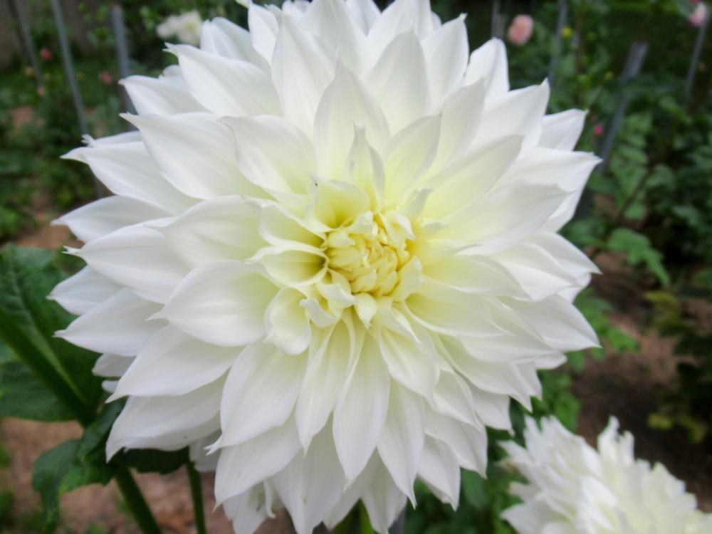Dahlia 'Fleurel' in the Dahlias Database - Garden.org