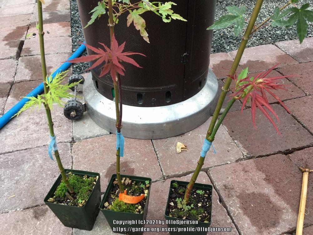 How to graft a Japanese maple tree in the Propagation forum - Garden.org