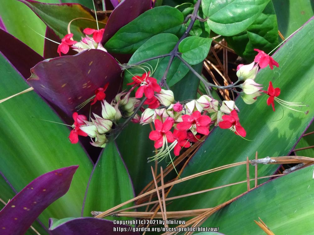 Java Glory Vine (Clerodendrum x speciosum) - Garden.org