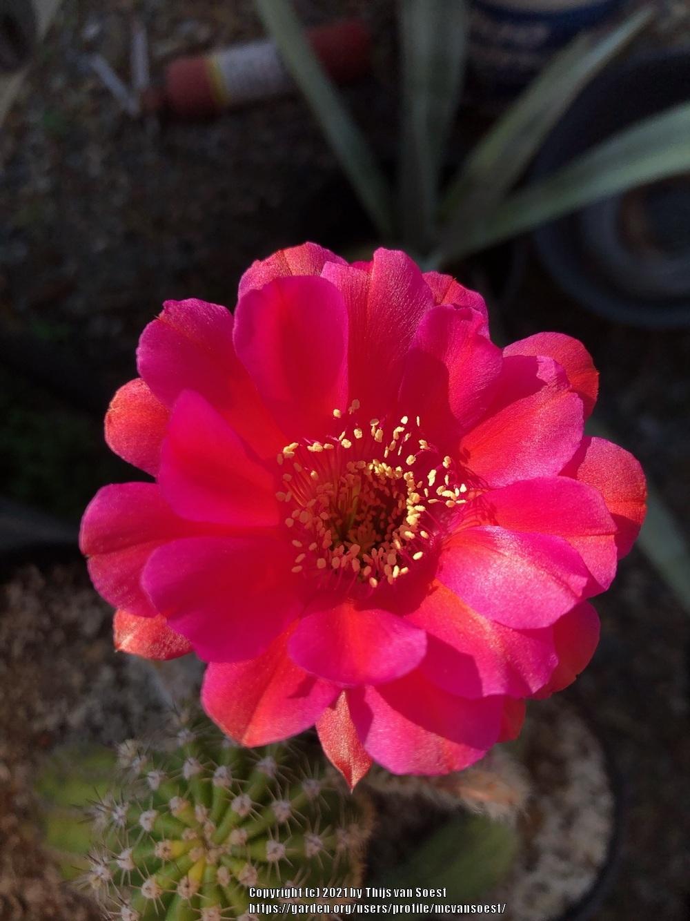 Echinopsis Hybrid (Echinopsis 'Atomic') - Garden.org