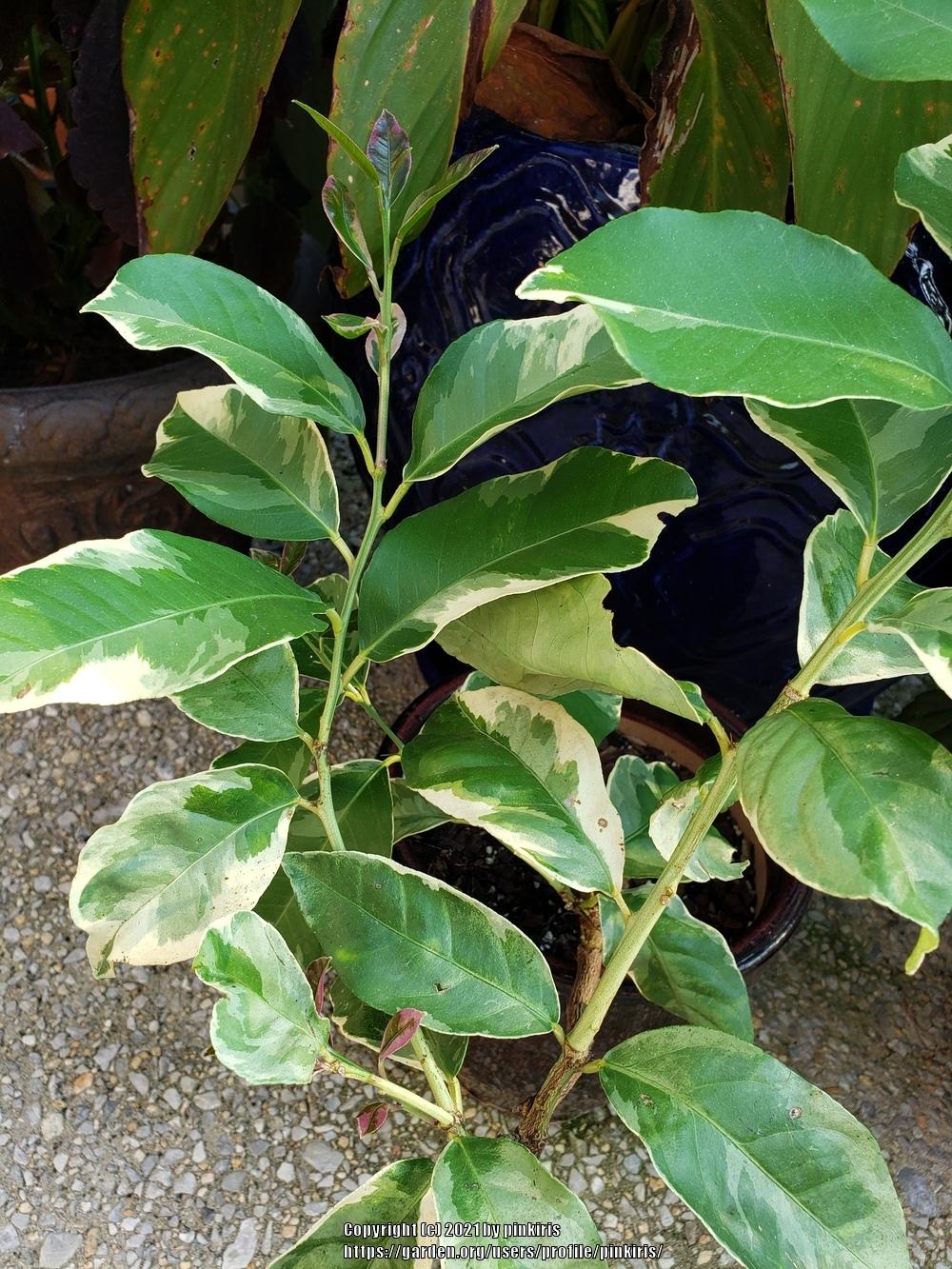 Variegated Lemon Tree (Citrus x limon 'Pink Lemonade') in the Citrus ...