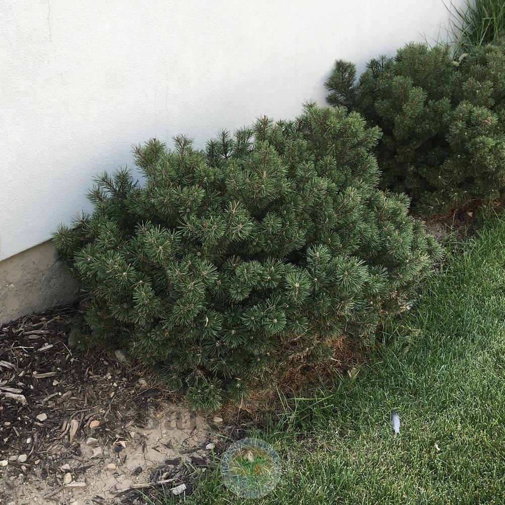 Photo of the entire plant of Mugo Pine (Pinus mugo 'Slowmound') posted ...