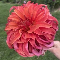 Photo of the bloom of Dahlia 'Bloomquist Jean' posted by Melissamaeday ...