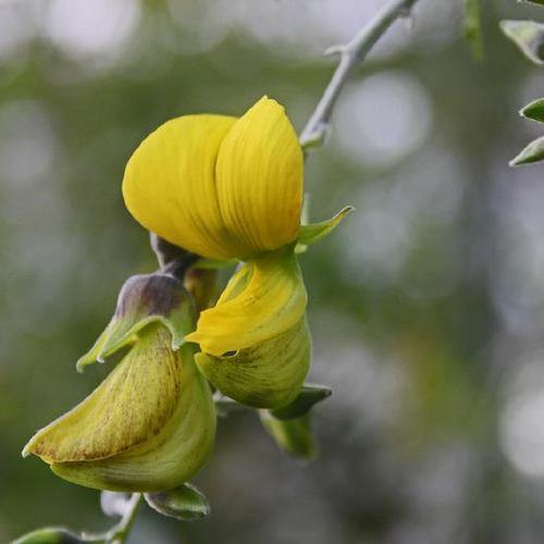 Cape Rattle Pod (Crotalaria capensis) - Garden.org