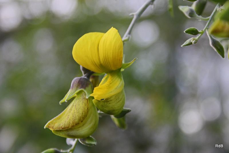 Cape Rattle Pod (Crotalaria capensis) - Garden.org