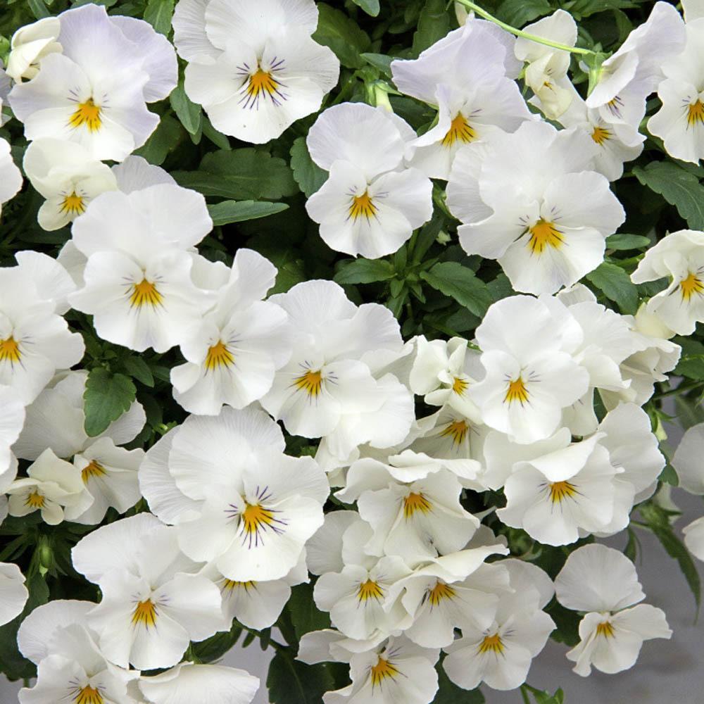 Photo of the entire plant of Pansy (Viola x wittrockiana Cool Wave ...