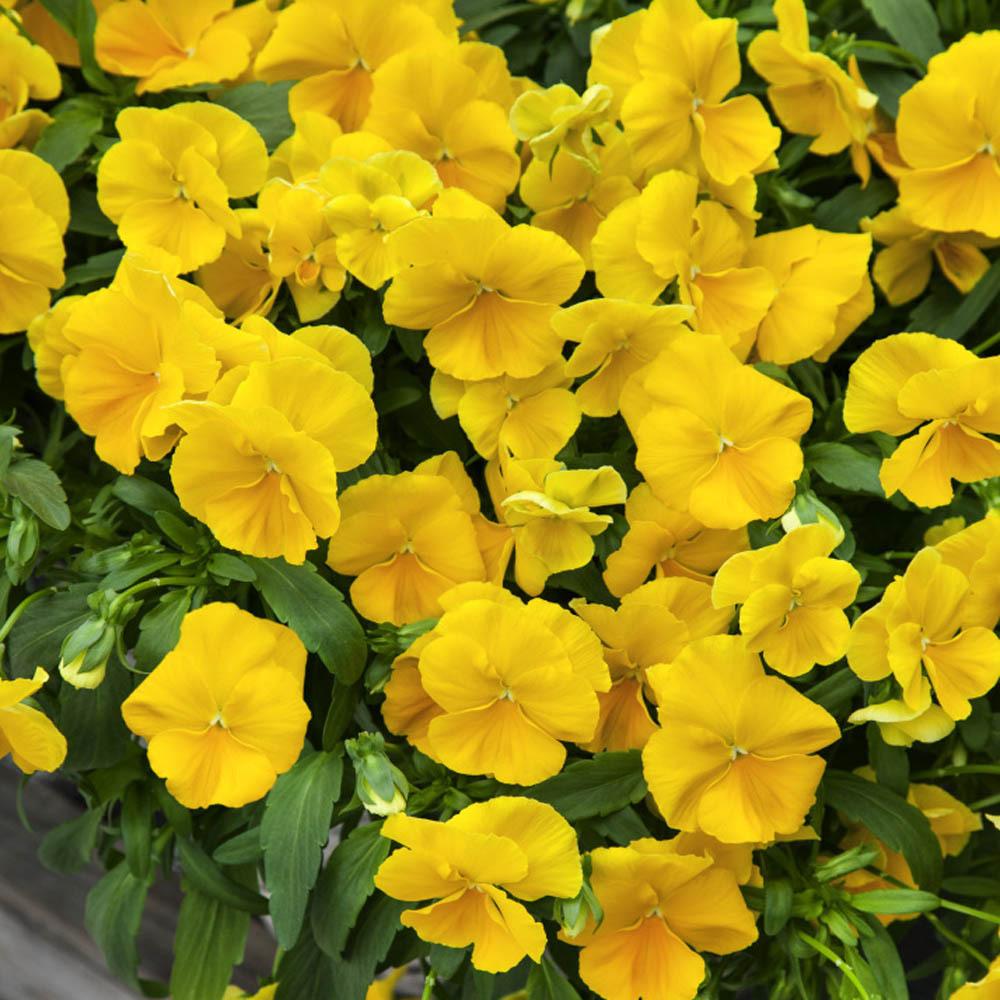 Pansy (Viola x wittrockiana Cool Wave® Golden Yellow) in the Violas ...