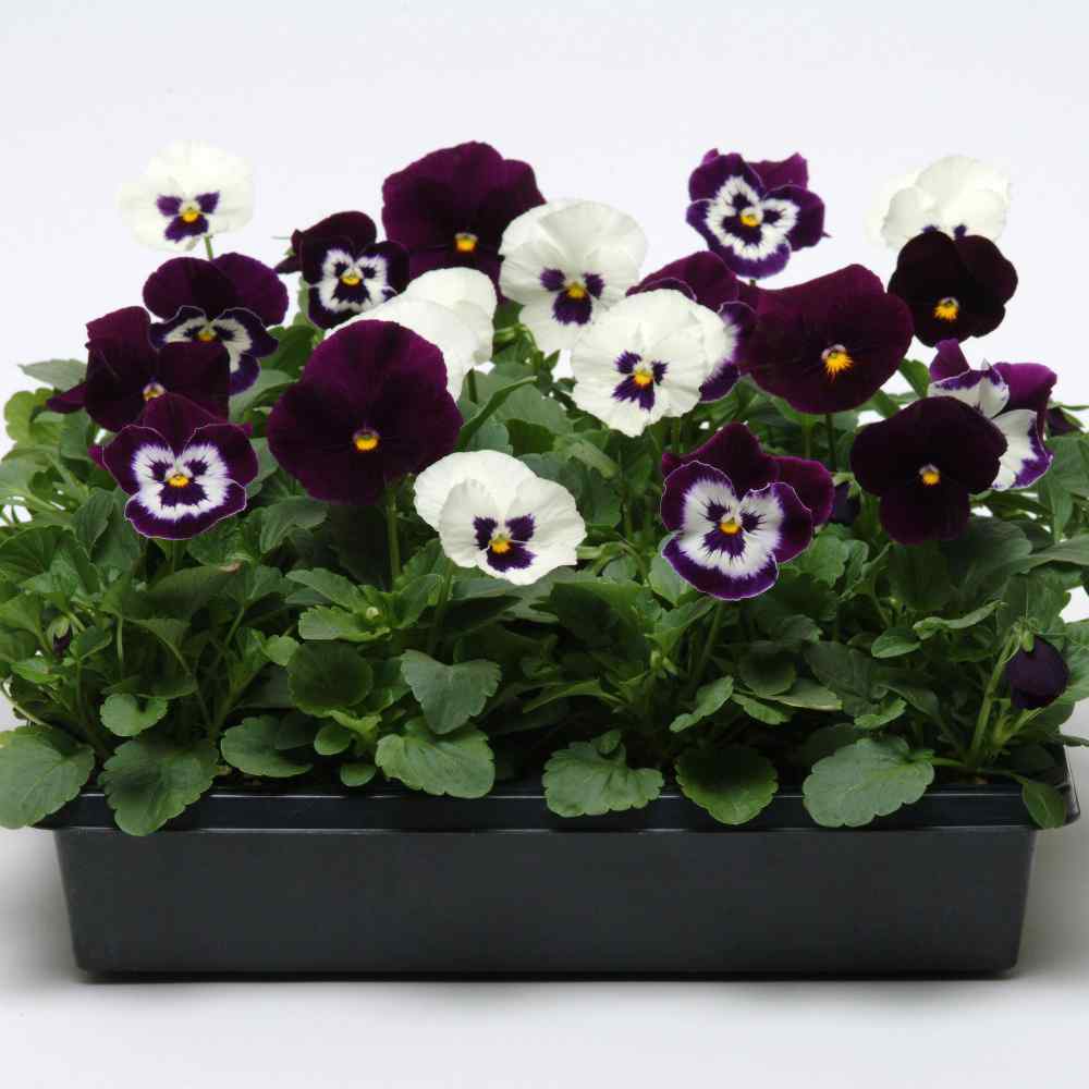 Pansy (Viola x wittrockiana 'Panola XP™ Blackberry Sundae Mix') in the ...