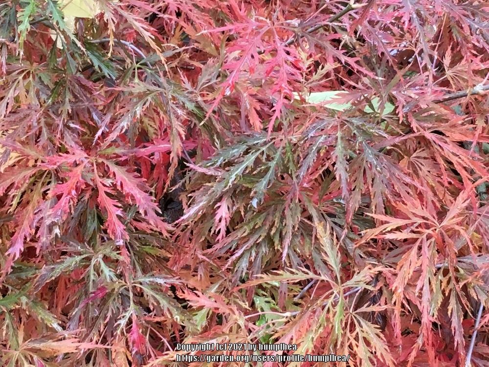 Laceleaf Japanese Maple (Acer palmatum 'Red Select') - Garden.org