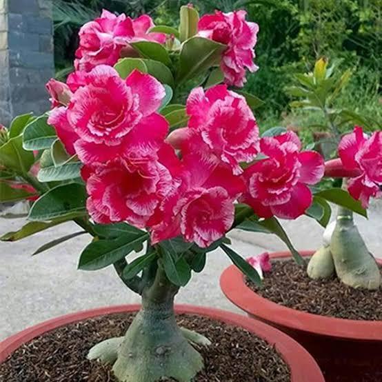 Adenium Grafting in the Adeniums forum - Garden.org