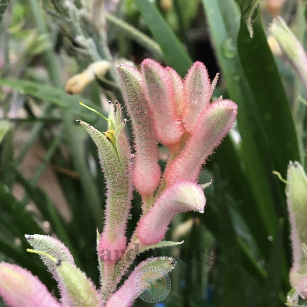 Kangaroo Paw (Anigozanthos 'Bush Ranger') - Garden.org
