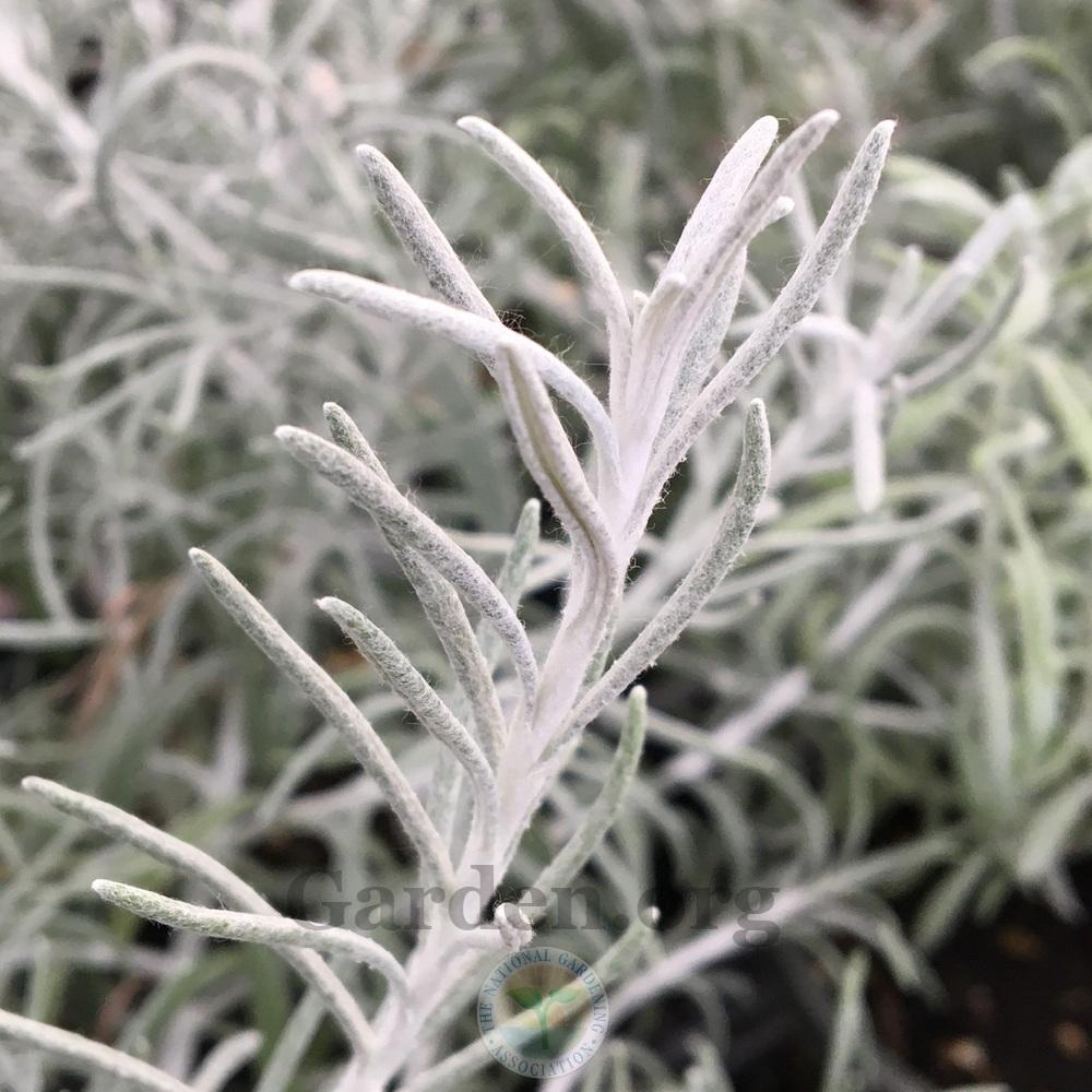 Curry Plant (Helichrysum italicum Silver Threads) - Garden.org