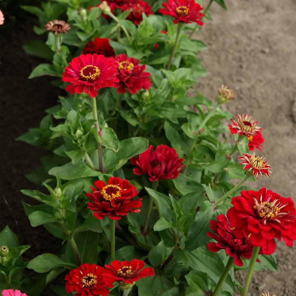 Photo of the entire plant of Zinnia (Zinnia elegans 'Meteor') posted by ...