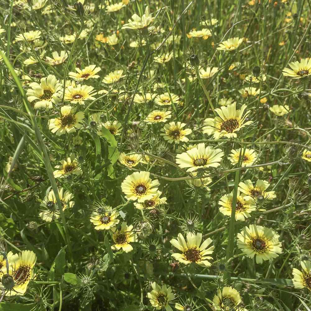 Photo of the entire plant of Yellow Hawkweed (Tolpis barbata) posted by ...