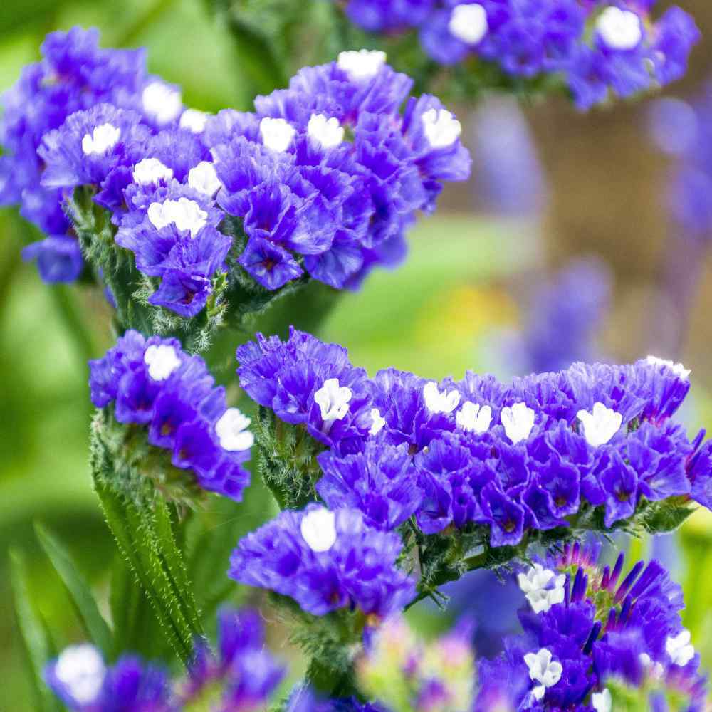 Statice (Limonium sinuatum 'Blue River') - Garden.org