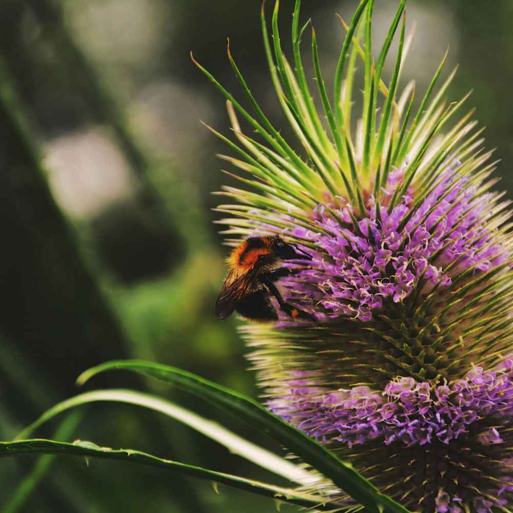 Photo of the bloom of Indian Teasel (Dipsacus sativus) posted by Joy ...