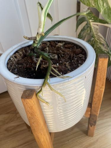 Monstera - Dead/Spent node? in the Houseplants forum - Garden.org