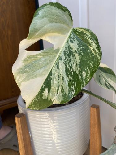 Monstera - Dead/Spent node? in the Houseplants forum - Garden.org