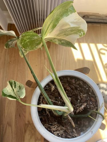 Monstera - Dead/Spent node? in the Houseplants forum - Garden.org