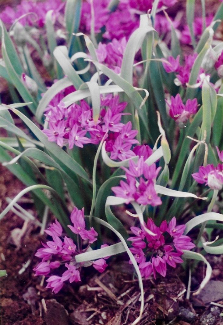 Tapertip Onion (Allium acuminatum) - Garden.org