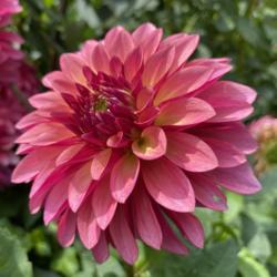 Dahlia 'Stillwater Becky' in the Dahlias Database - Garden.org