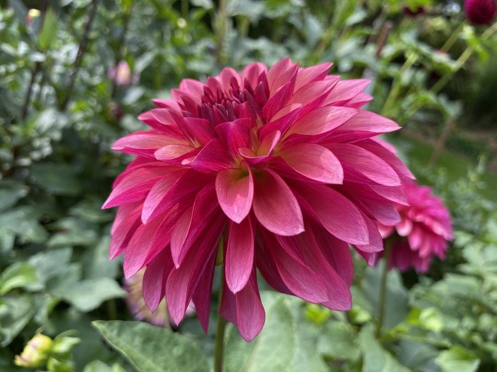 Photo of the bloom of Dahlia 'Stillwater Becky' posted by csandt ...