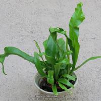 Dwarf Elkhorn Fern (Microsorum punctatum 'Grandiceps') - Garden.org