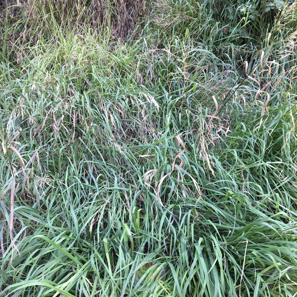 Photo of the leaves of Smooth Brome (Bromus inermis) posted by ...