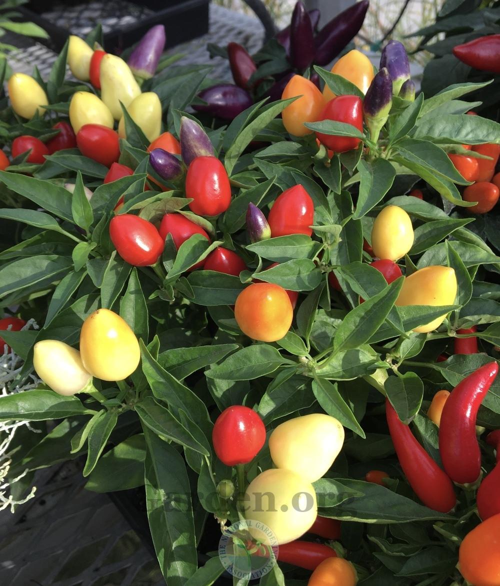 Ornamental Pepper (Capsicum annuum 'Harlequin') in the Peppers Database ...