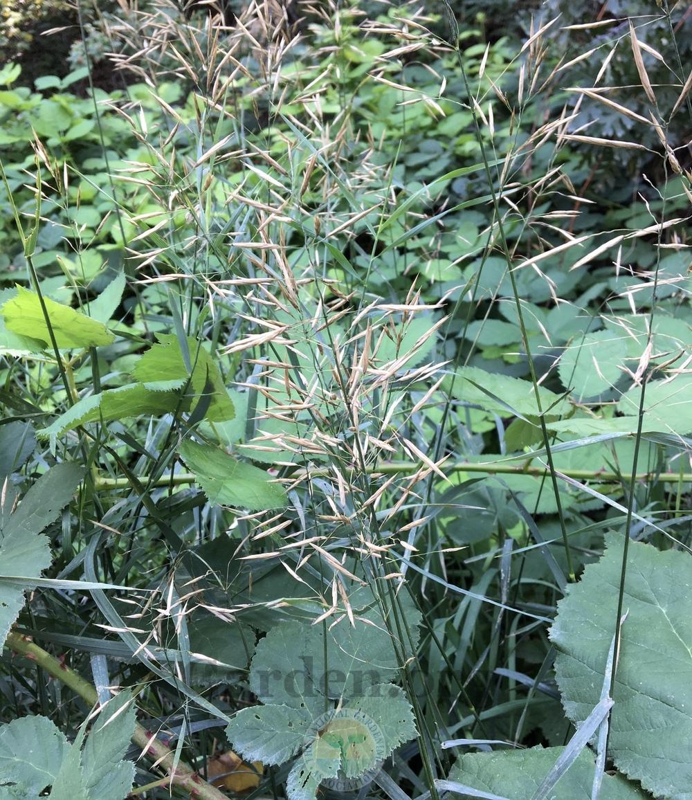 Photo of the seed pods or heads of Smooth Brome (Bromus inermis) posted ...