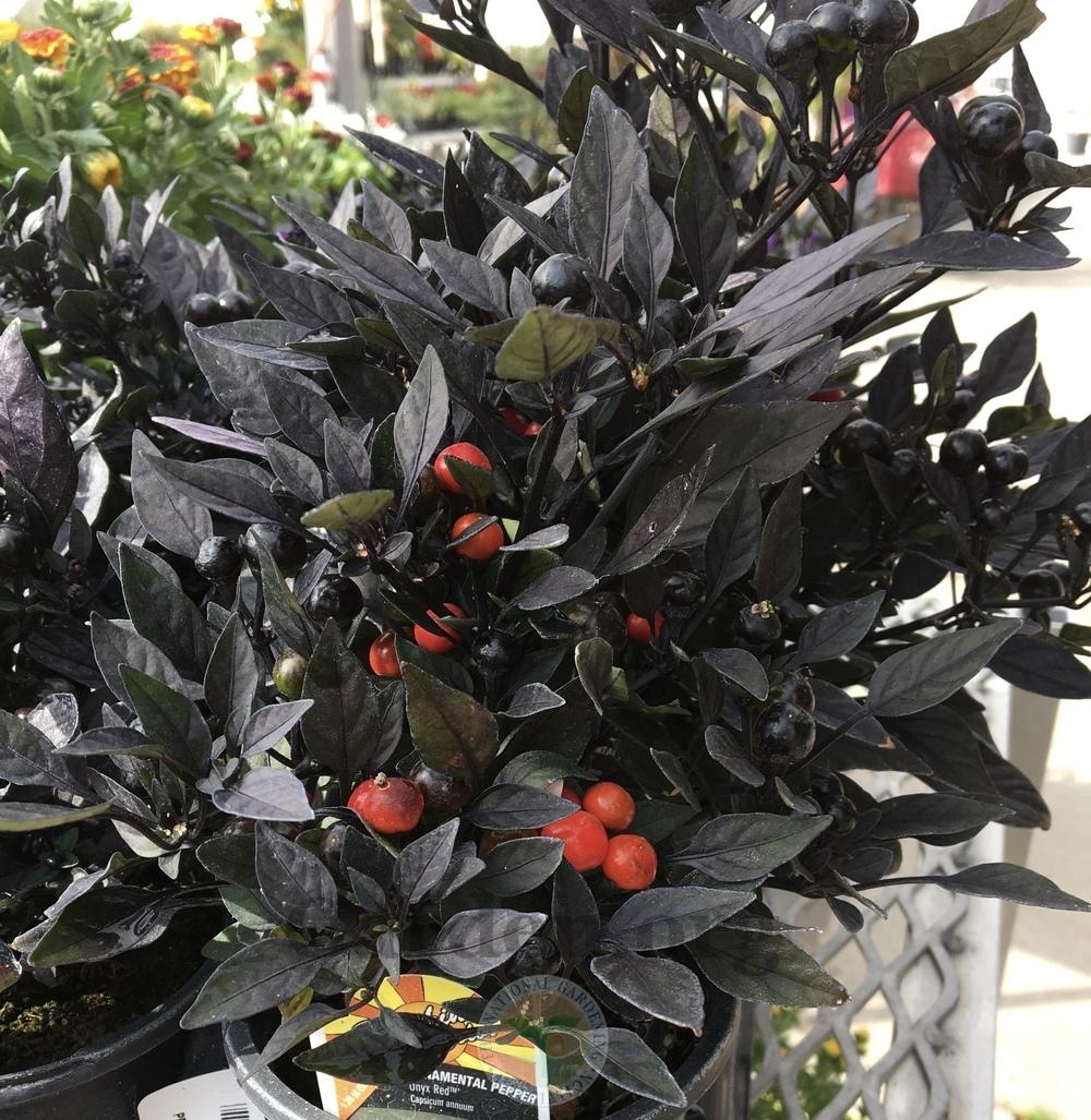 Ornamental Pepper (Capsicum annuum 'Onyx Red') in the Peppers Database ...