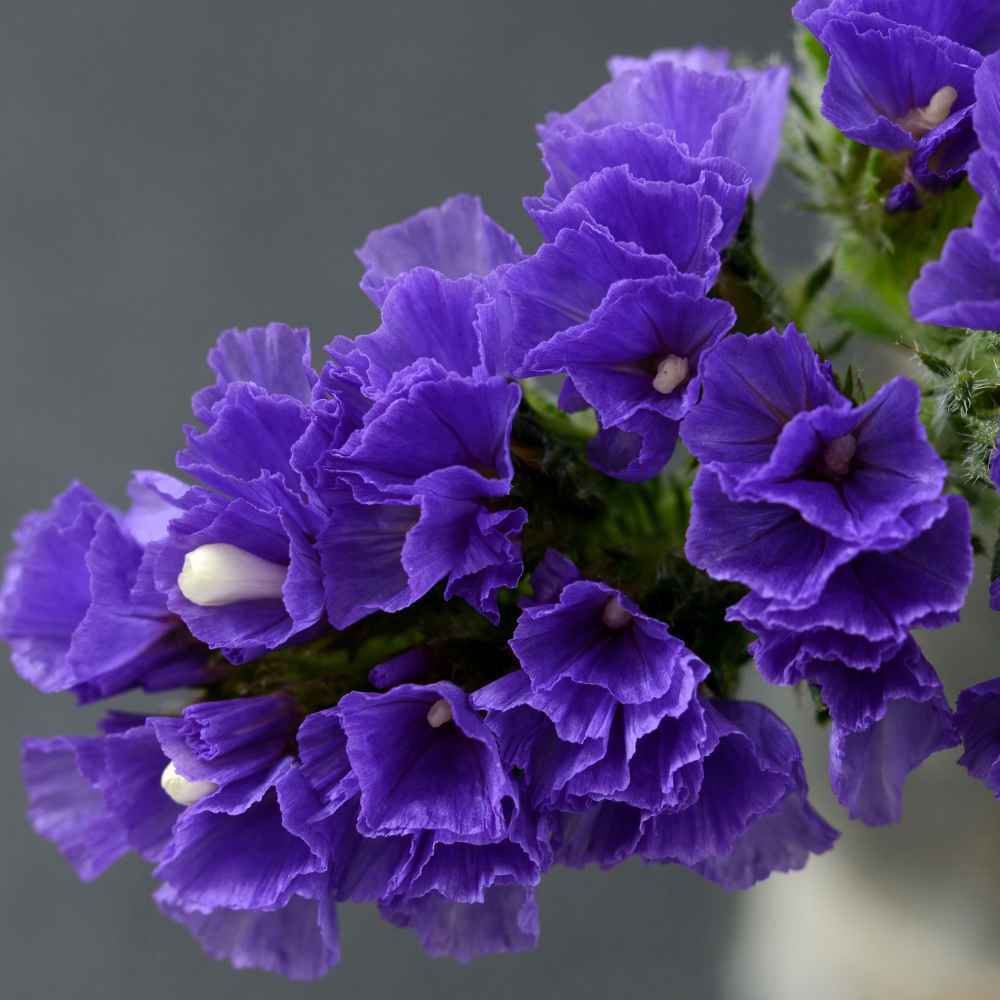 Statice (Limonium sinuatum 'Purple Attraction') - Garden.org
