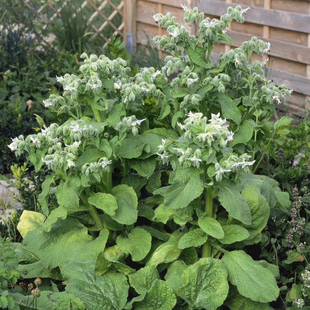 Photo of the entire plant of Borage (Borago officinalis 'Alba') posted ...